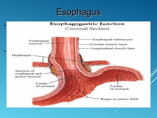 Digestion anatomy | PPT