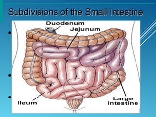 Digestion anatomy | PPT