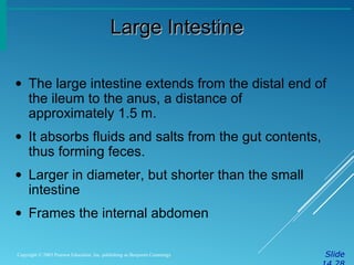 Digestion anatomy | PPT