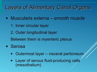 Digestion anatomy | PPT