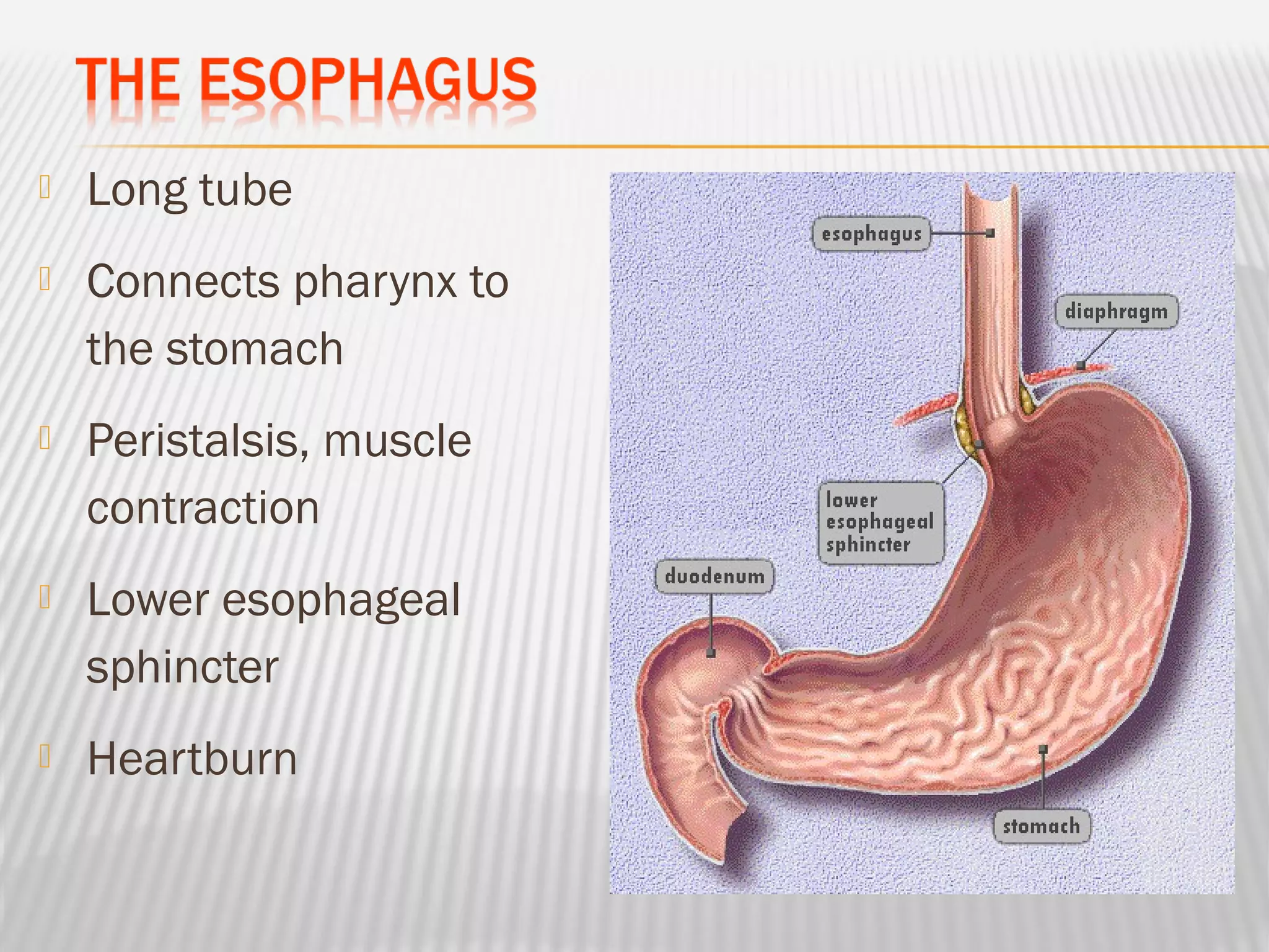 Digestion and absorption | PPT
