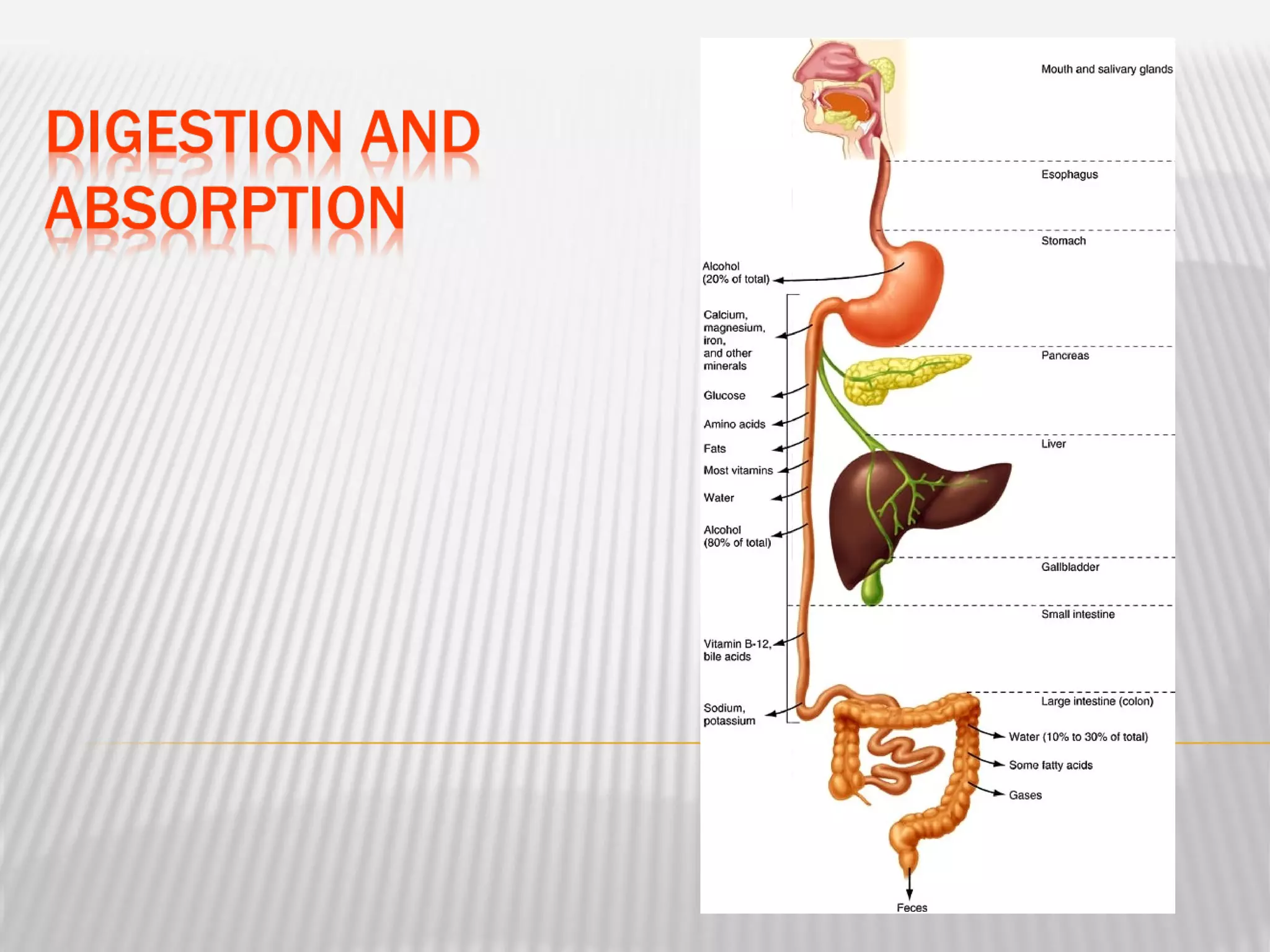 Digestion and absorption | PPT