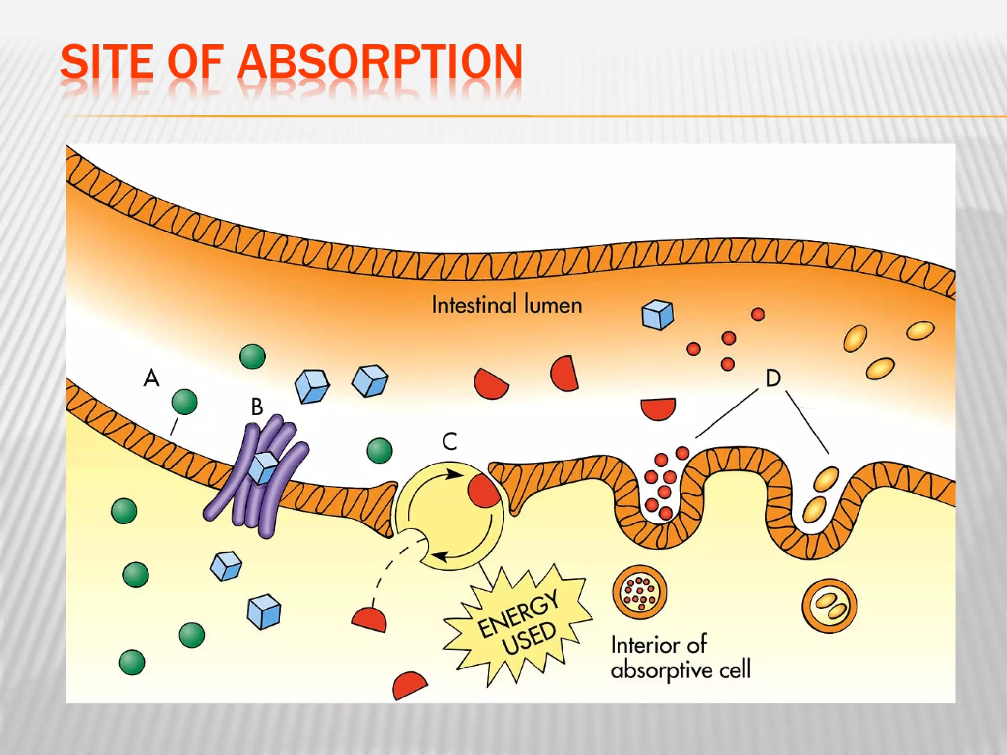 Digestion and absorption | PPT