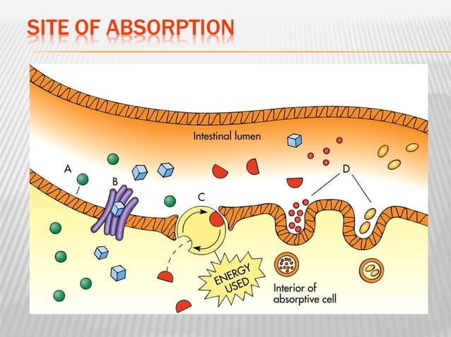 Digestion and absorption | PPT | Digestive Disorders | Diseases and ...
