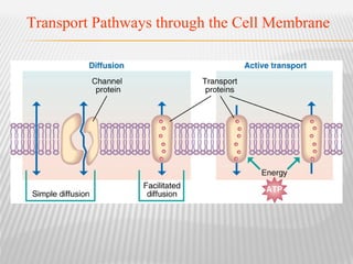 Digestion and absorption | PPT