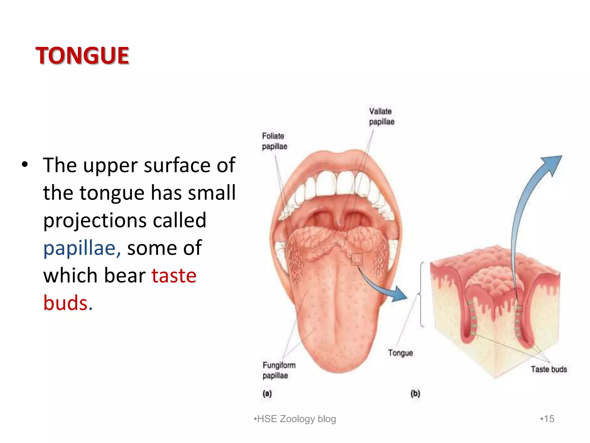 digestionandabsorption-141122205848-conversion-gate02.pdf