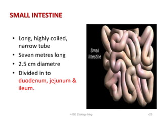 Digestion and absorption | PPSX