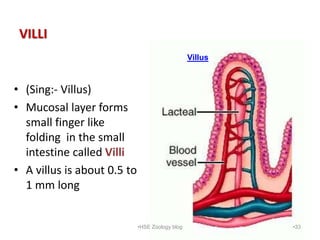 Digestion and absorption | PPSX