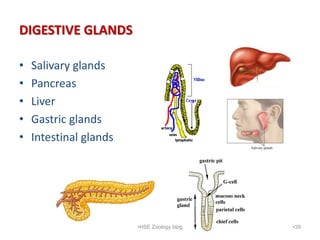 Digestion and absorption | PPSX