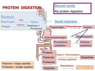 Digestion and absorption | PPSX