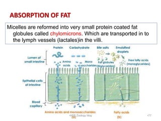 Digestion and absorption | PPSX