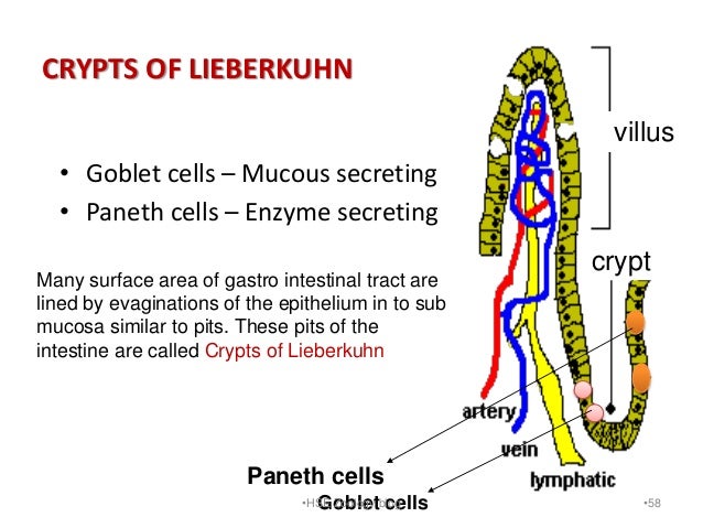 Digestion and absorption