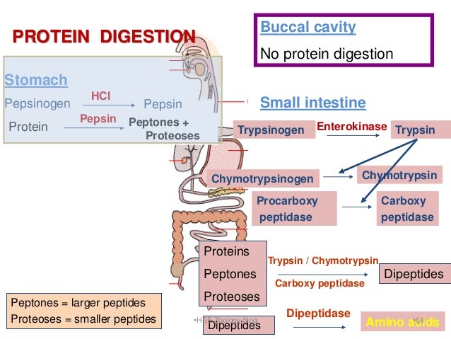 Digestion and absorption