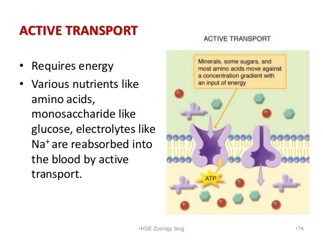 Digestion and absorption