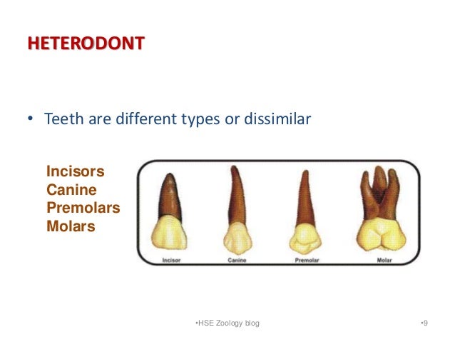 Digestion and absorption