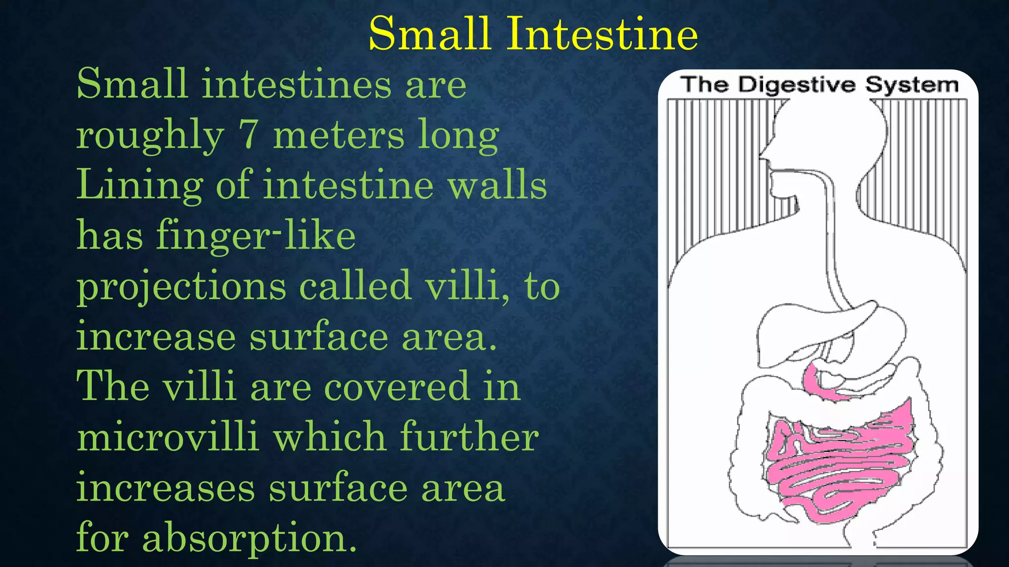 Digestion and absorption | PPTX