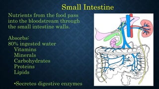 Digestion and absorption | PPTX
