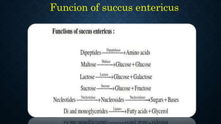 Digestion and absorption | PPTX