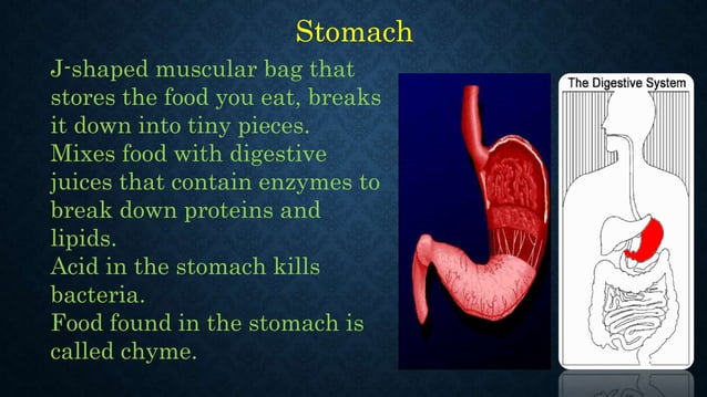 Digestion and absorption | PPTX | Digestive Disorders | Diseases and ...