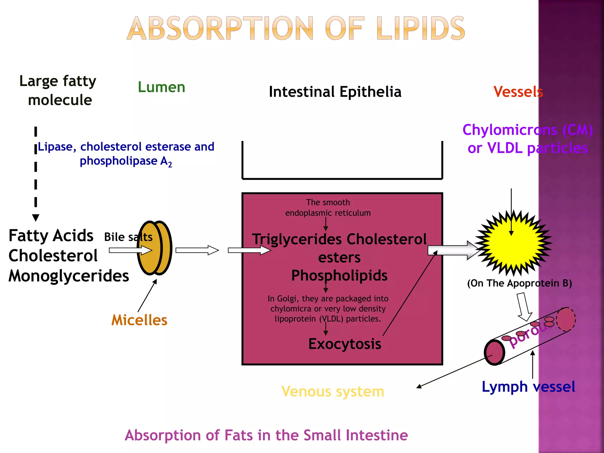 Digestion and absorption | PPT