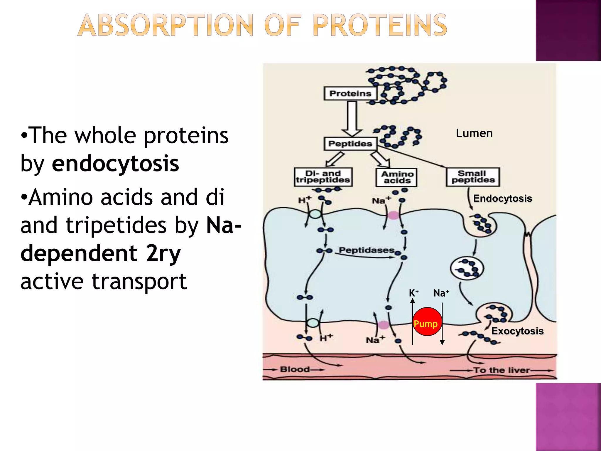 Digestion and absorption | PPT
