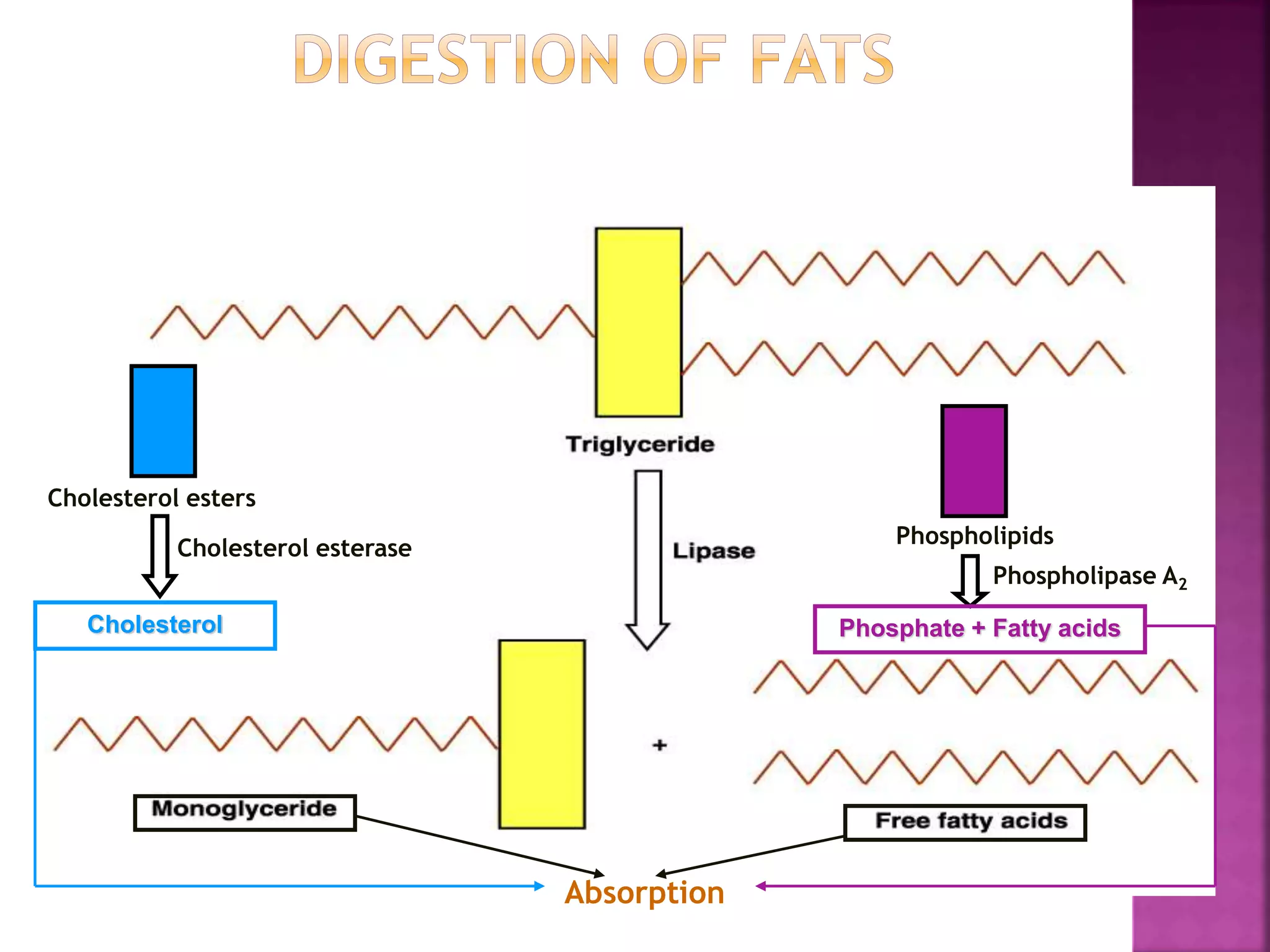 Digestion and absorption | PPT