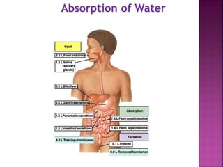 Digestion and absorption | PPT