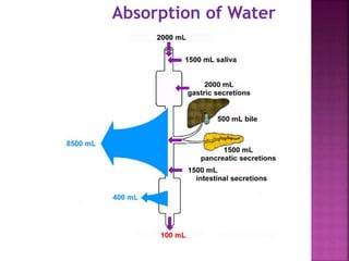 Digestion and absorption | PPTX