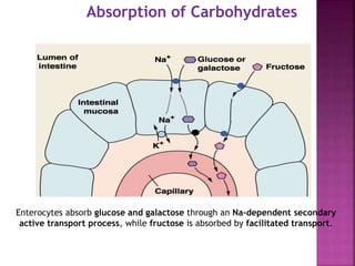 Digestion and absorption | PPT