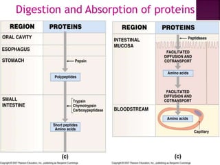 Digestion and absorption | PPT