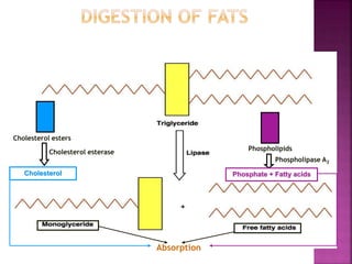Digestion and absorption | PPT