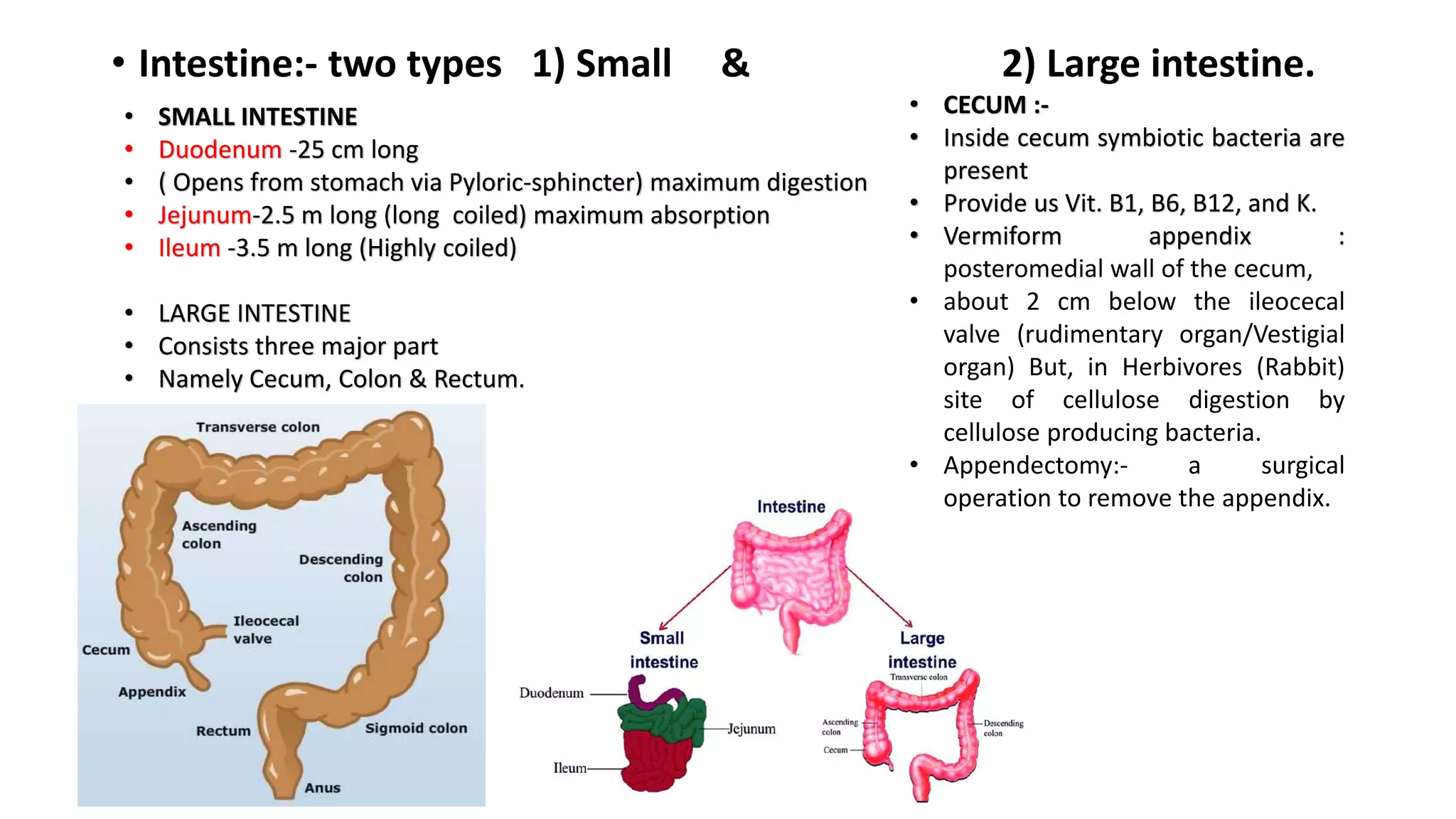 digestion and absorption.pptx | Digestive Disorders | Diseases and ...