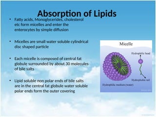 DIGESTION AND ABSORPTION.powerpoint presentation | PPT