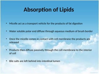 DIGESTION AND ABSORPTION.powerpoint presentation | PPTX