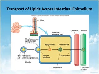 DIGESTION AND ABSORPTION.powerpoint presentation | PPTX
