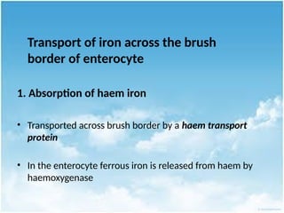 DIGESTION AND ABSORPTION.powerpoint presentation | PPT