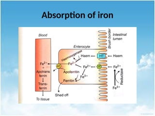 DIGESTION AND ABSORPTION.powerpoint presentation | PPTX