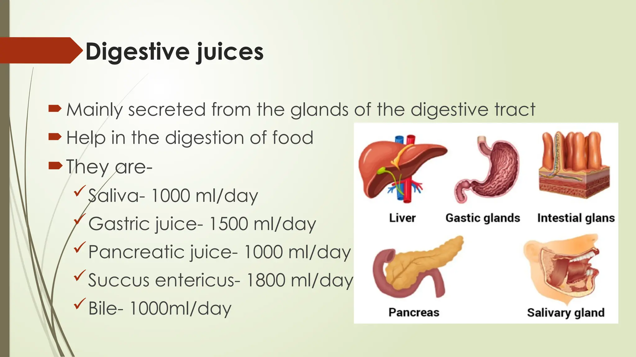 Digestion and Absorption in human beings.pptx | Free Download