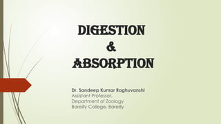 Digestion and Absorption in human beings.pptx | Free Download