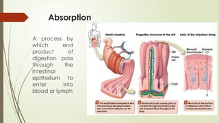 Digestion and Absorption in human beings.pptx | Free Download