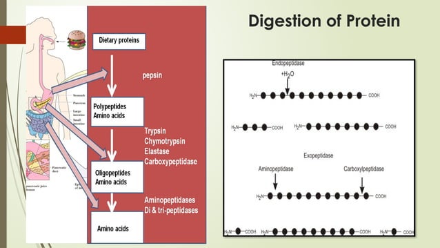 Digestion and Absorption in human beings.pptx | Free Download