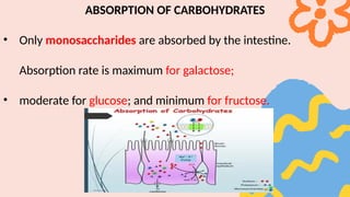 DIGESTION AND ABSORPTION of carbohydrates,lipids,protein | PPTX