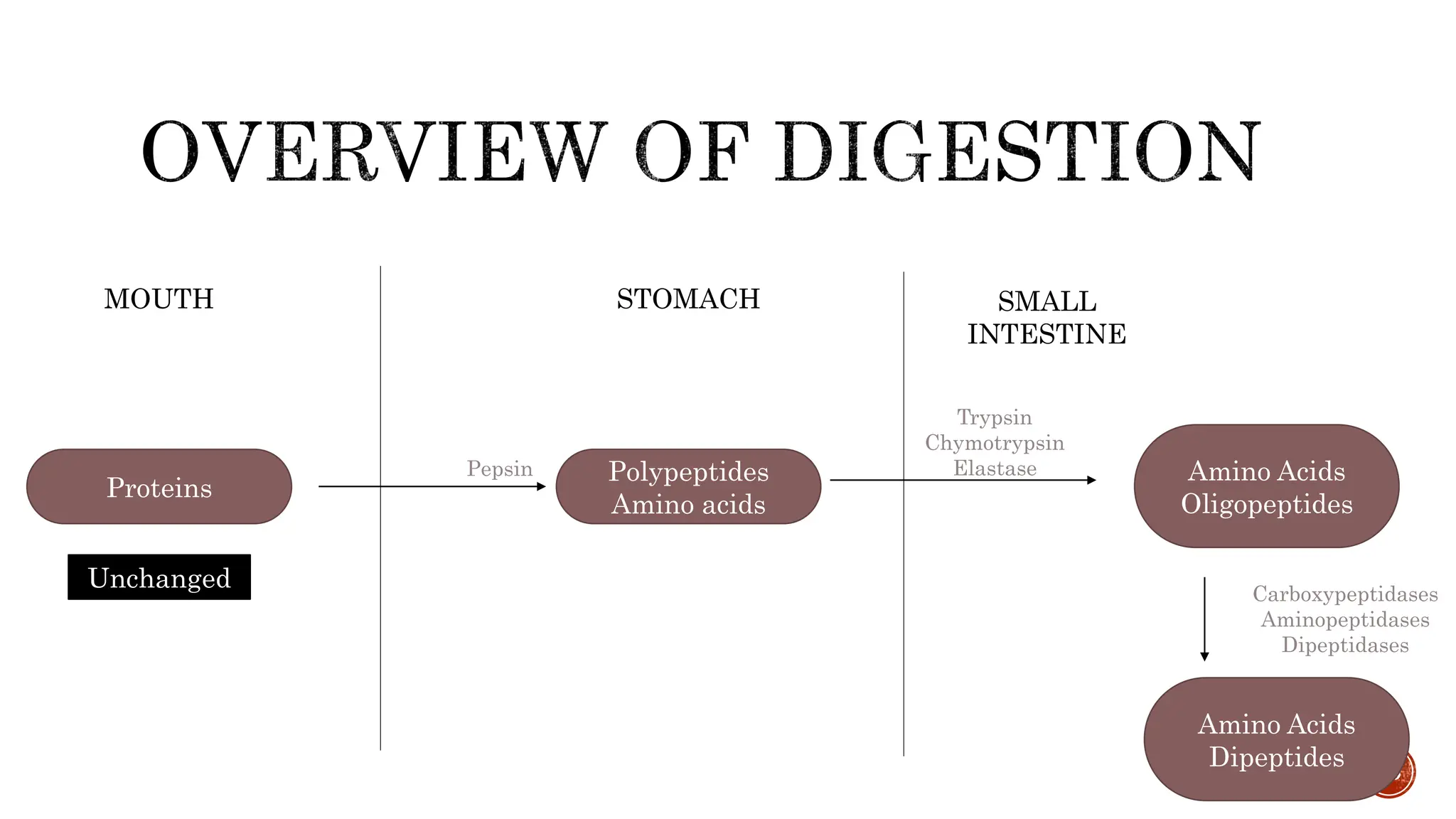 Digestion and Absorption of Proteins for Allied Health Sciences | PPT