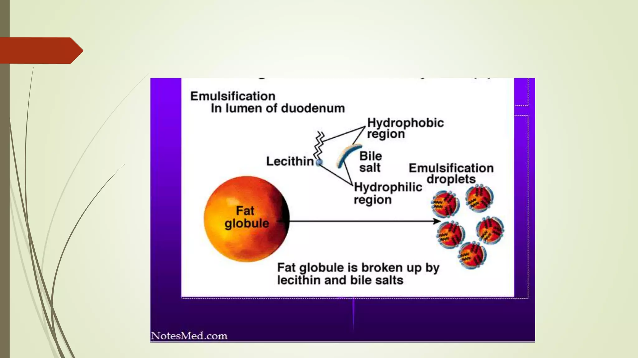 DIGESTION AND ABSORPTION IN THE GASTROINTESTINAL TRACT.pptx