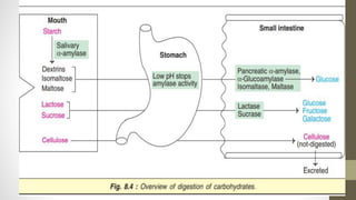 Digestion and Absorption of biomolecules.pptx