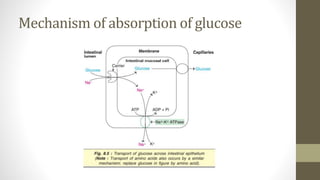 Digestion and Absorption of biomolecules.pptx