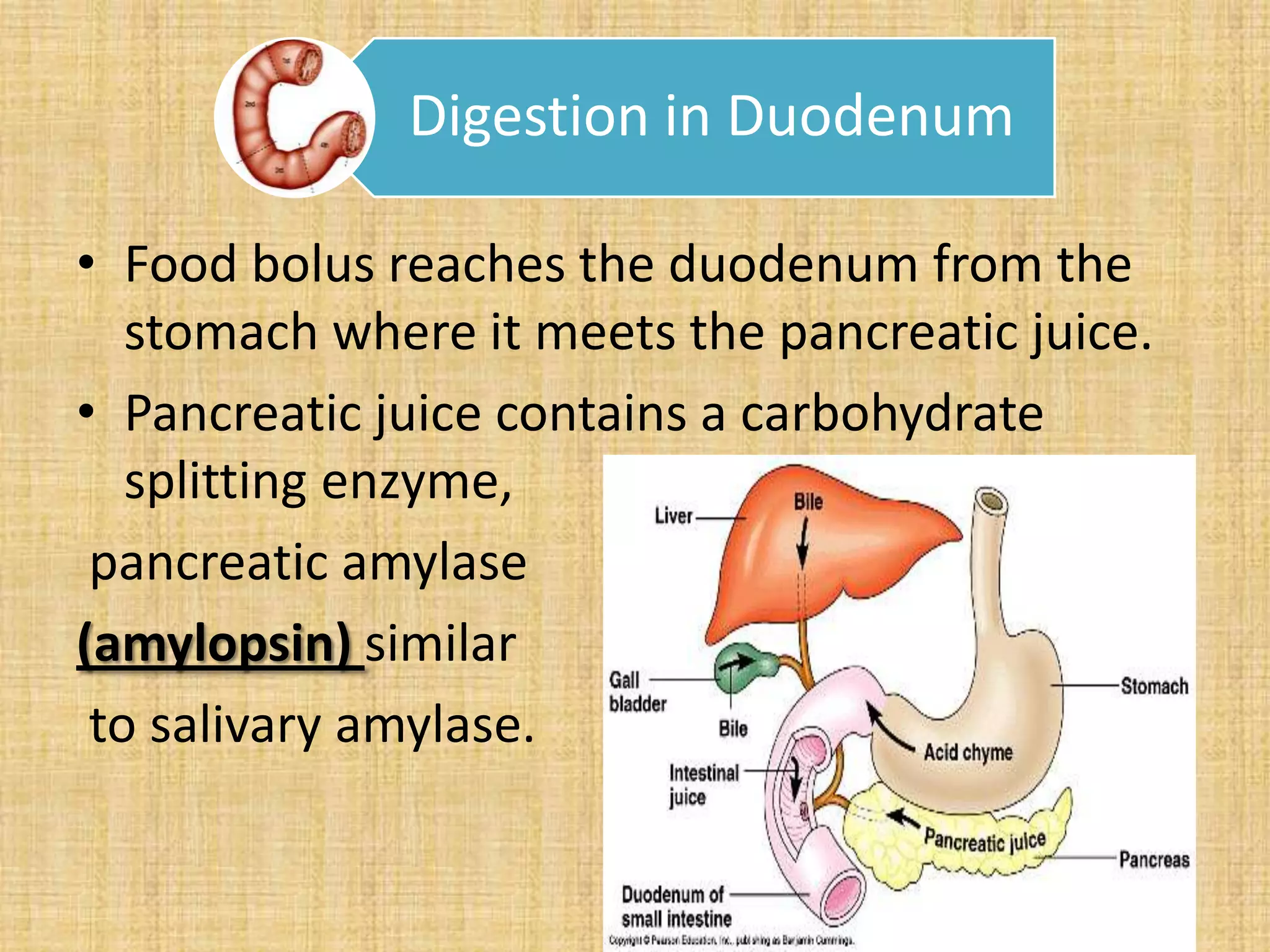 Digestion and absorption of carbohydrates | PPTX