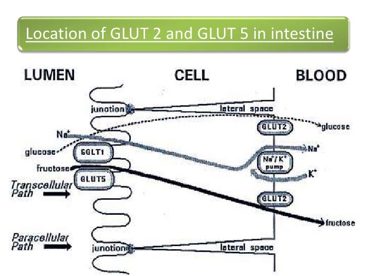 Digestion and absorption of carbohydrates