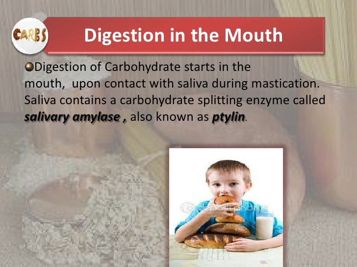 Digestion Of Carbohydrates