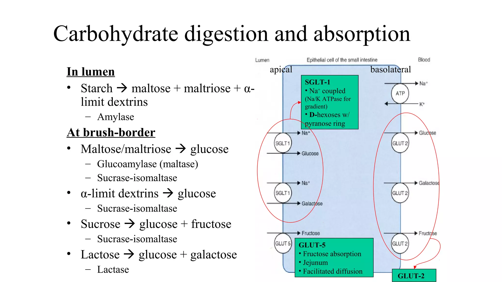 Digestion and absorption of carbohydrates for Medical School | PPT